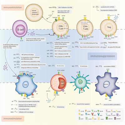 Frontiers | Neurotransmitters: promising immune modulators in the tumor ...
