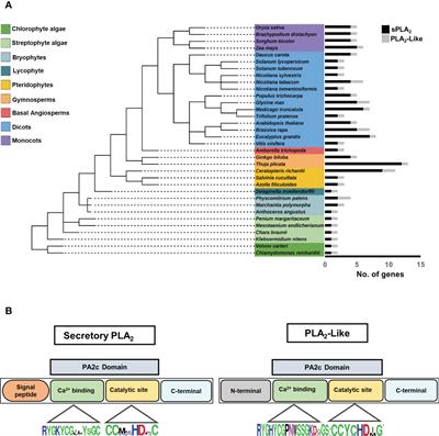 Frontiers | Comparative phylogenomic and structural analysis of ...