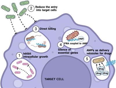 Frontiers | Antimicrobial peptides´ immune modulation role in ...
