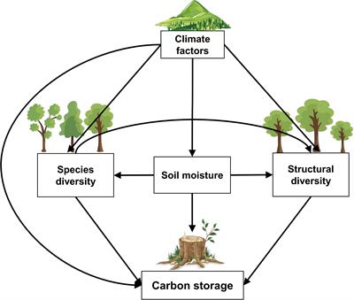 Temperate Deciduous Forest Carbon Cycle