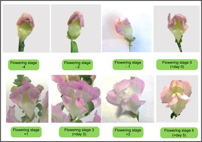 Frontiers | Flower transcriptional response to long term hot and cold ...