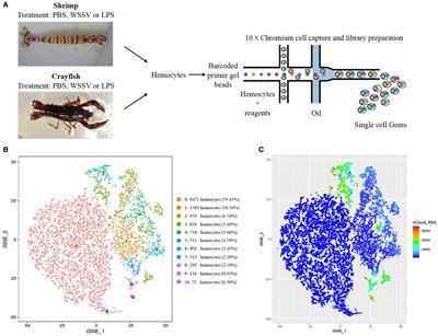 Frontiers | Hallmarks of crustacean immune hemocytes at single-cell ...
