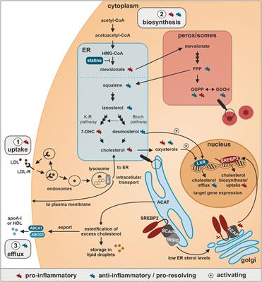 Frontiers | Cholesterol metabolism in the regulation of inflammatory ...
