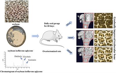 Frontiers | Effects of soybean isoflavone aglycone on osteoporosis in ...
