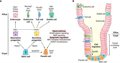 Frontiers | From birth to death: The hardworking life of Paneth cell in ...