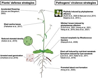Frontiers | Pathogen-triggered changes in plant development: Virulence ...