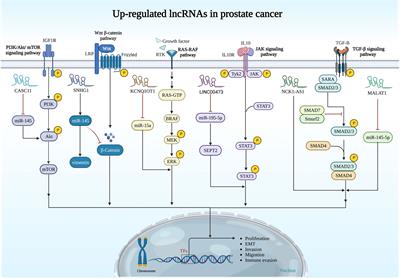 Frontiers | Importance of long non-coding RNAs in the pathogenesis ...