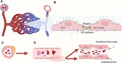 Frontiers | End organ perfusion and pediatric microcirculation assessment