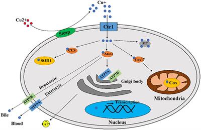 Frontiers | Regulatory roles of copper metabolism and cuproptosis in ...