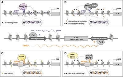 Frontiers | Behind the scenes: How RNA orchestrates the epigenetic ...