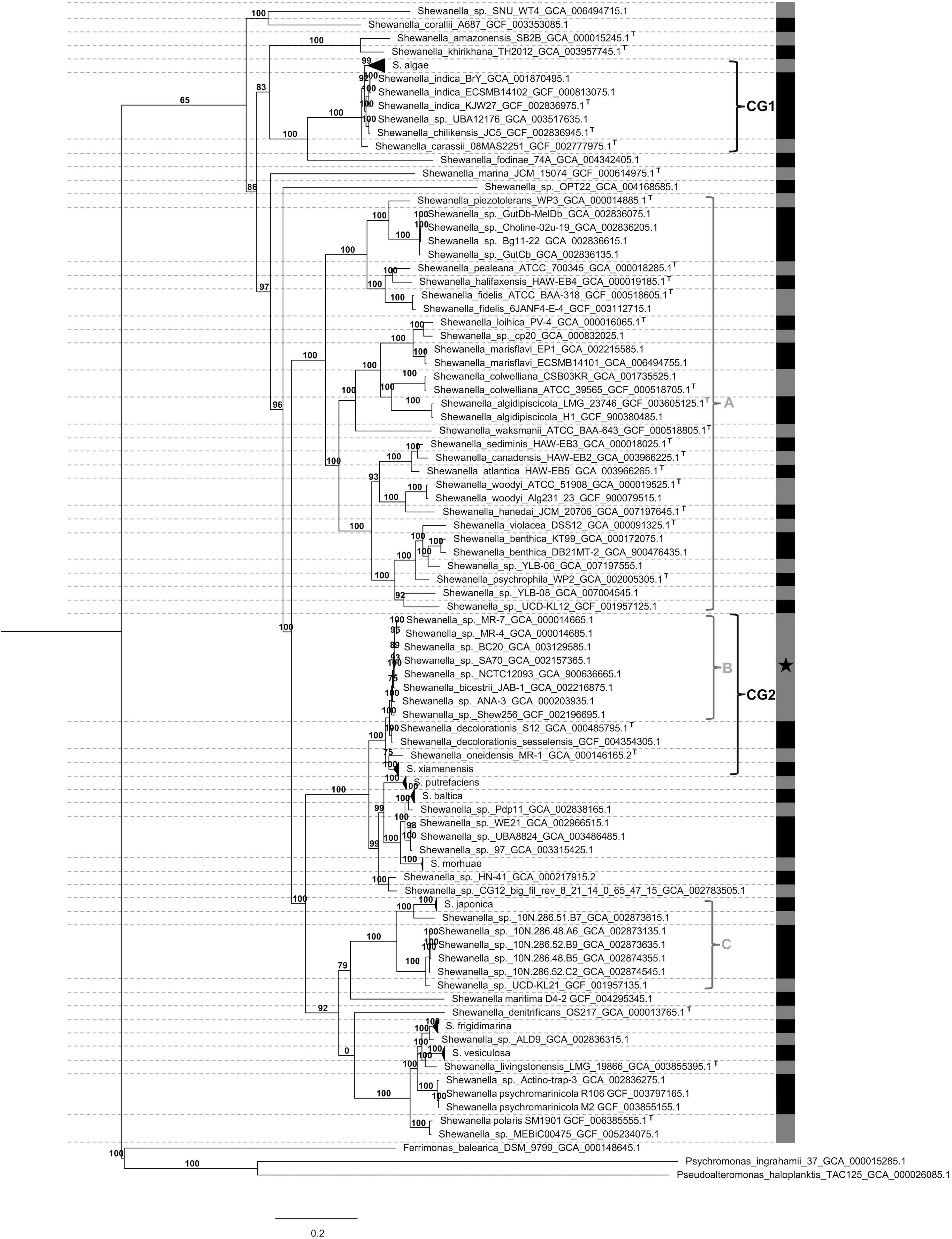 Frontiers | Comparative genome analysis of the genus Shewanella ...
