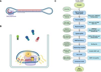 Frontiers | Application of third-generation sequencing to herbal genomics