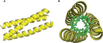 Frontiers | A trimeric coiled-coil motif binds bacterial ...