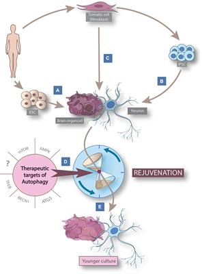 Frontiers | Fountain of youth—Targeting autophagy in aging