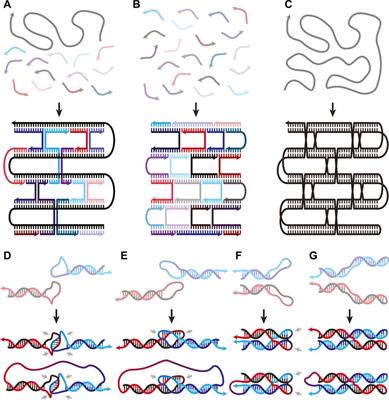 Frontiers | A single strand: A simplified approach to DNA origami