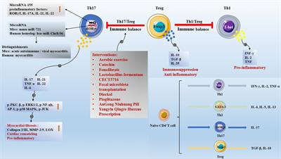 Frontiers | Targeting regulatory T cells for cardiovascular diseases