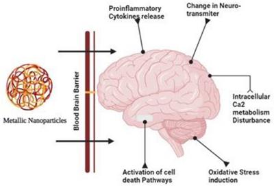 Frontiers | Insights into nanoparticles-induced neurotoxicity and cope ...