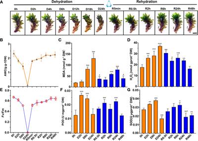 Frontiers | Transcriptional profiling analysis providing insights into ...