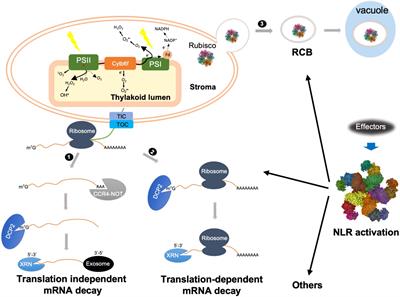 Frontiers | Cytoplasmic regulation of chloroplast ROS accumulation ...