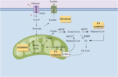 Frontiers | Targeting acetyl-CoA carboxylase 1 for cancer therapy