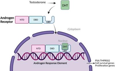 Frontiers | A compendium of Androgen Receptor Variant 7 target genes ...