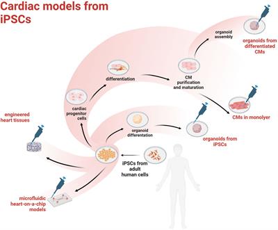 Frontiers | Induced pluripotent stem cell-based models: Are we ready ...