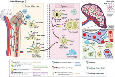Frontiers | B cell targeted therapies in inflammatory autoimmune ...
