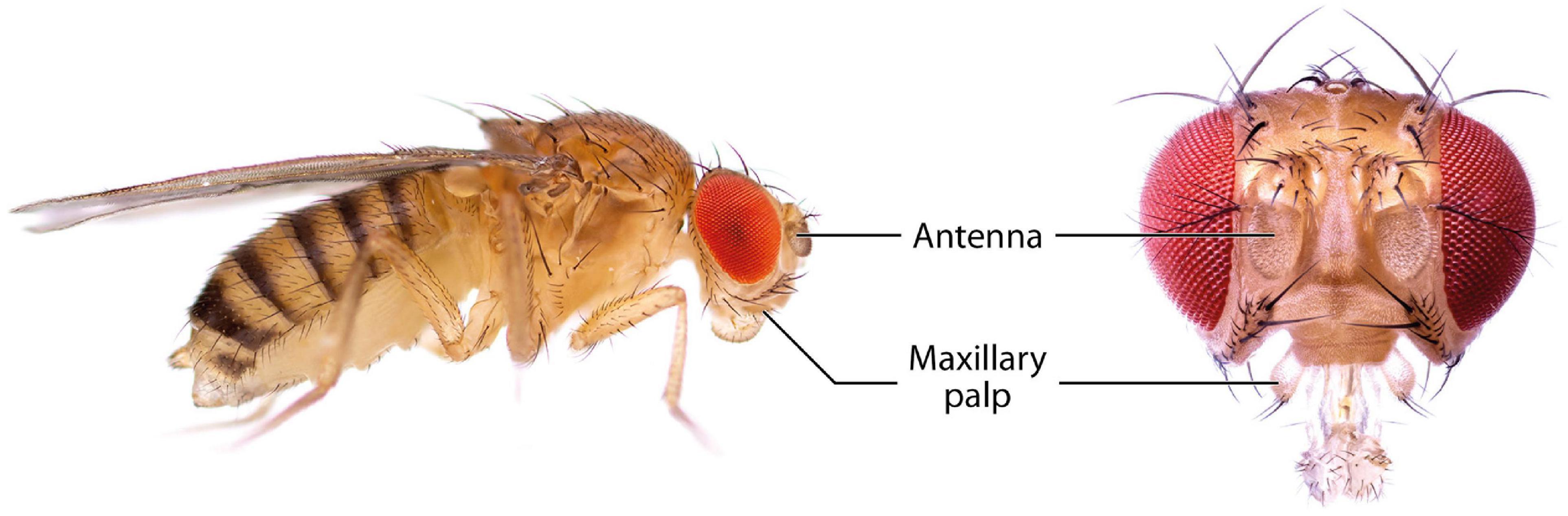 Frontiers | Experience-dependent plasticity in the olfactory system of ...