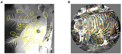 Frontiers | The brain-inspired decoder for natural visual image ...