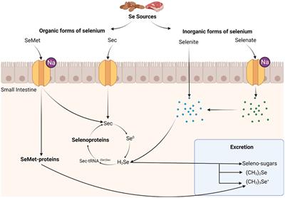 Frontiers | The role of selenoproteins in neurodevelopment and ...