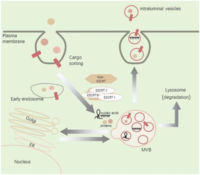 Frontiers | Concise review: Current understanding of extracellular ...