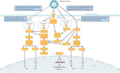 Frontiers | Research progress on the effect of traditional Chinese ...