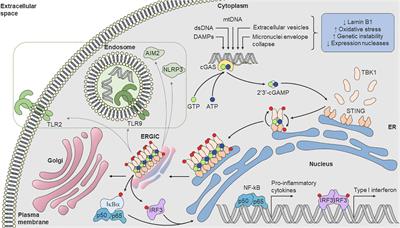 Frontiers | cGAS-STING pathway as a potential trigger of ...