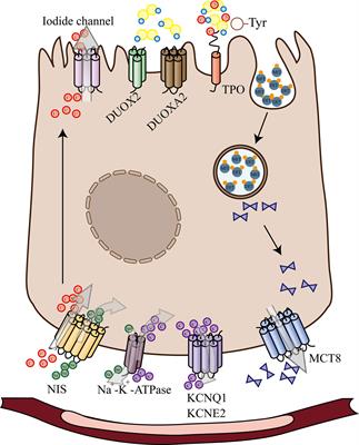Frontiers | Selenium and thyroid diseases