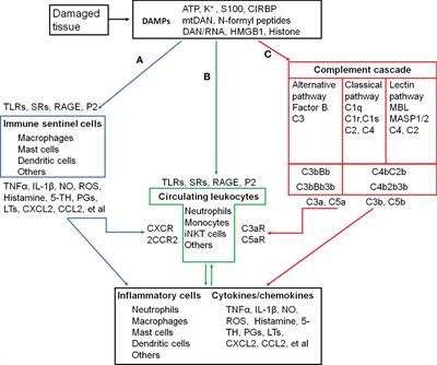 Frontiers | Inflammation balance in skeletal muscle damage and repair