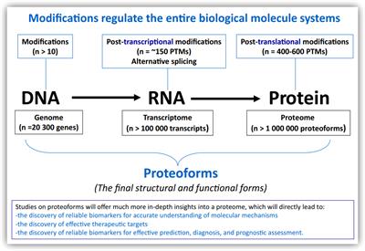 Frontiers | Editorial: Biomolecular modifications in endocrine-related ...