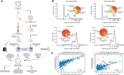 Frontiers | Cell-free circulating tumor RNAs in plasma as the potential ...