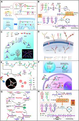 Frontiers | Recent progress in the development of DNA-based biosensors ...