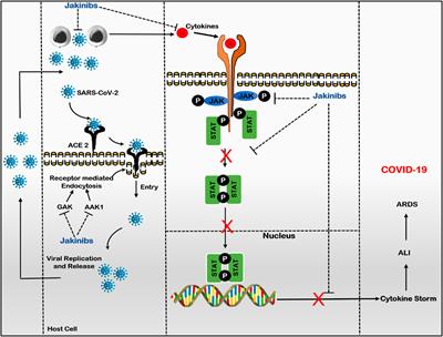 TK4g Is A JAK Inhibitor For Leukemia Cancer Research