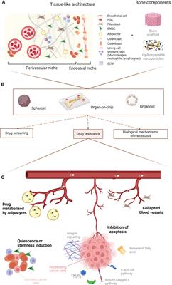 Frontiers | In vitro models of breast cancer bone metastasis: analyzing ...