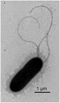 Frontiers | Proposal to classify Ralstonia solanacearum phylotype I ...