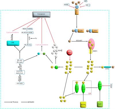 Frontiers | Ferroptosis is a new therapeutic target for spinal cord injury