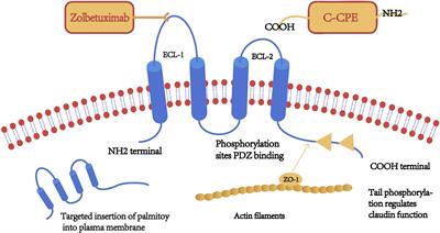 Frontiers | Claudin and pancreatic cancer