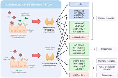 Frontiers | Regulatory mechanisms of microRNAs in endocrine disorders ...
