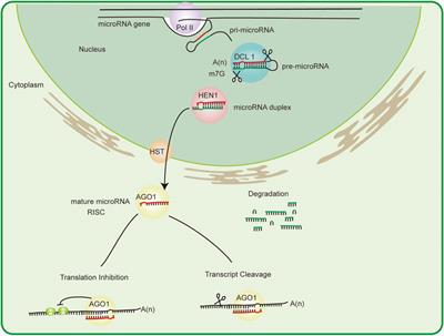 Frontiers | The roles of microRNAs in horticultural plant disease ...