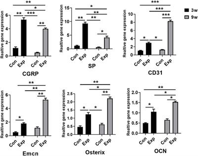 Frontiers | Bioactive semaphorin 3A promotes sequential formation of ...