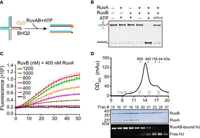 Frontiers | Cryo-EM structure of the RuvAB-Holliday junction ...
