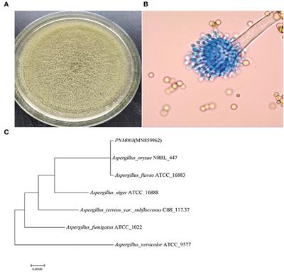Aspergillus Versicolor Morphology