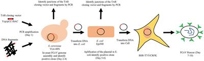 Frontiers | Development of a rapid reverse genetics system for feline ...