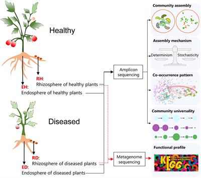 Frontiers | Diseased-induced multifaceted variations in community ...